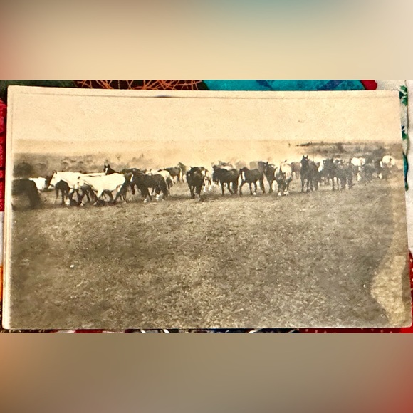 Art | Vintage 1917 Herd Of Wild Horses Stallions Stampede Canada Real ...